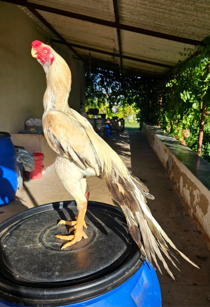 Parrot Beak Aseel: A Complete Guide to This Unique and Majestic Chicken ...